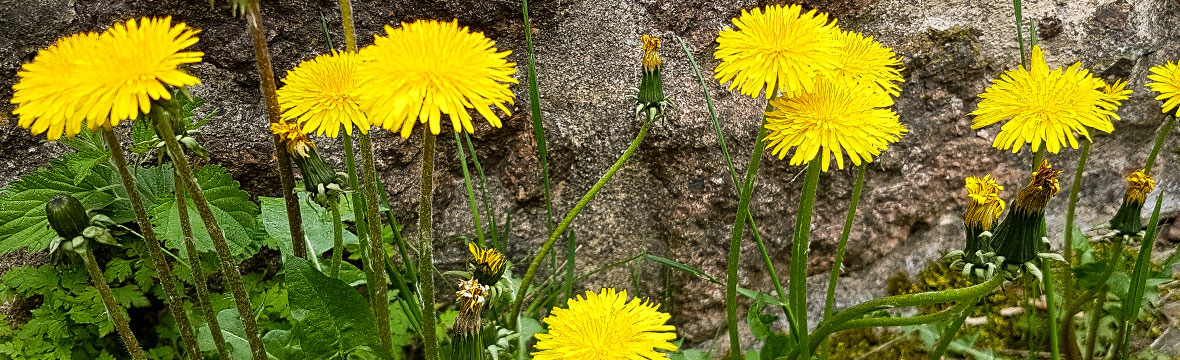 Löwenzahn - der Lebenskünstler - Naturheilpraxis Regine Dehn